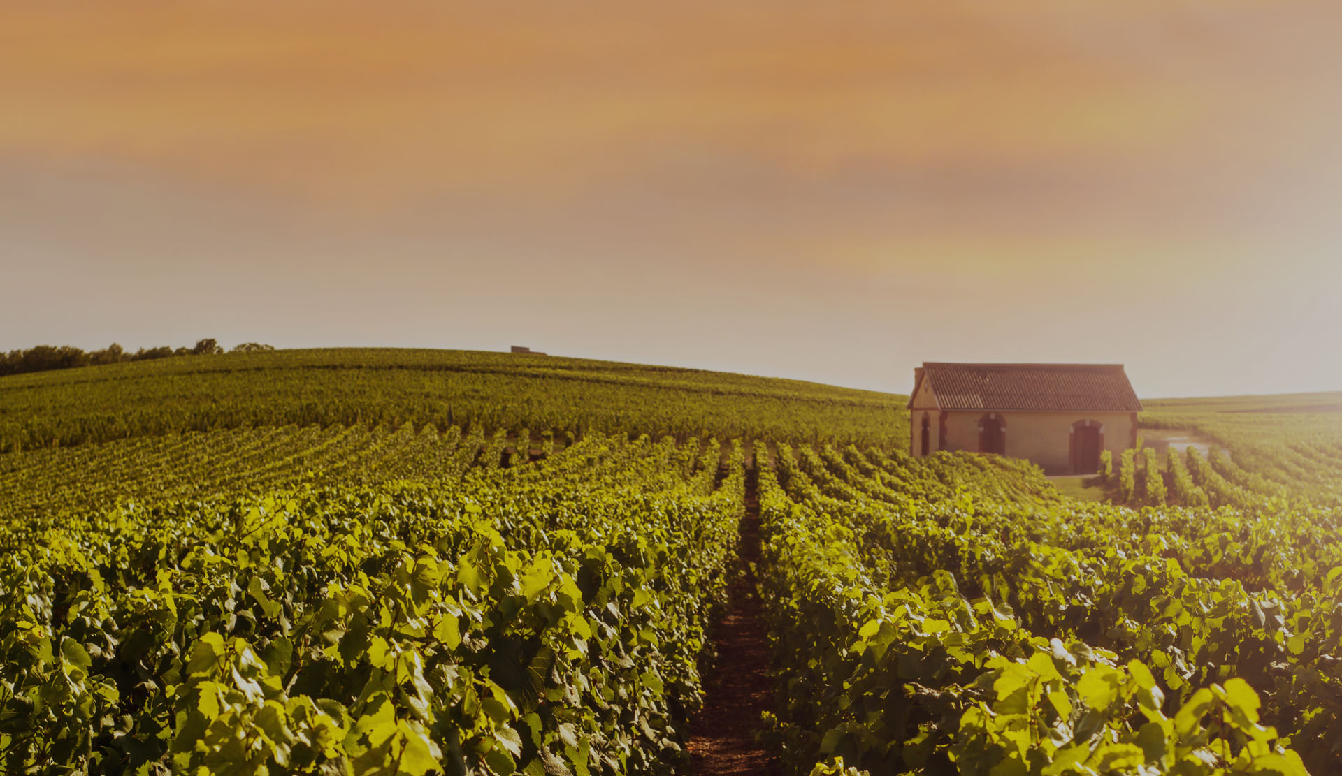 Champagne - Comte de Monte-Carlo